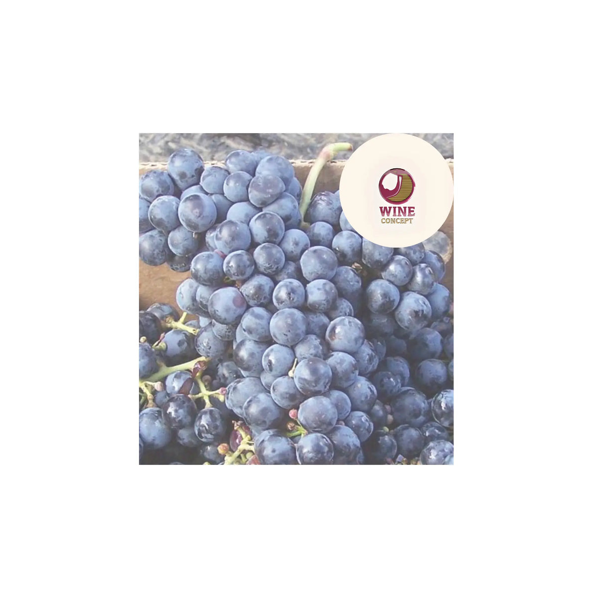 La Elegancia del Cabernet Franc Argentino — WineConcept